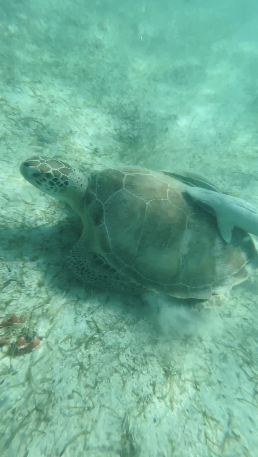Things to Do in the US Virgin Islands - thewildlylife.com