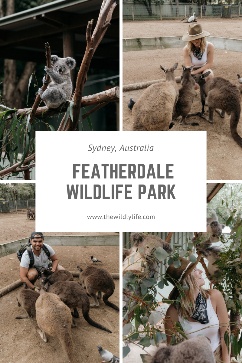 Visiting Featherdale Wildlife Park in Sydney - thewildlylife.com