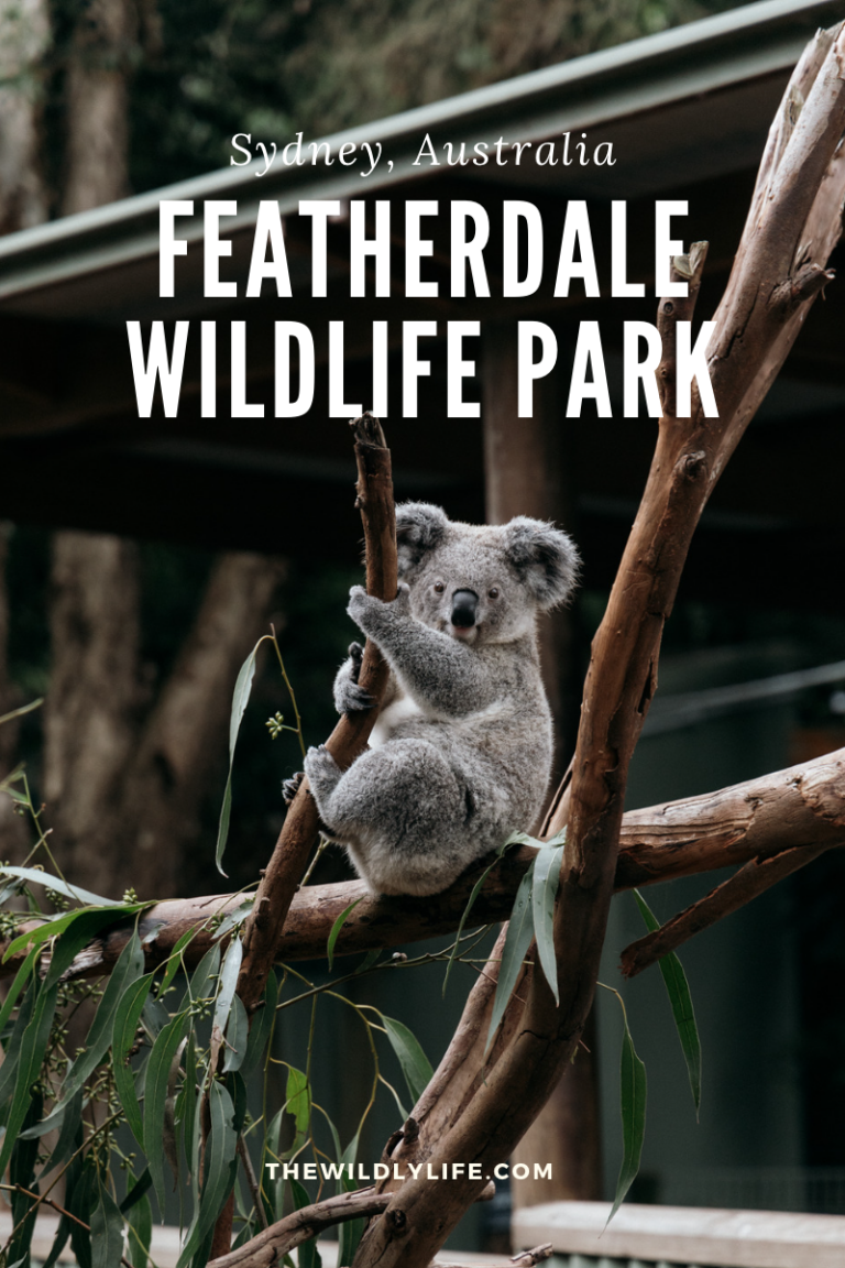 Visiting Featherdale Wildlife Park in Sydney - thewildlylife.com