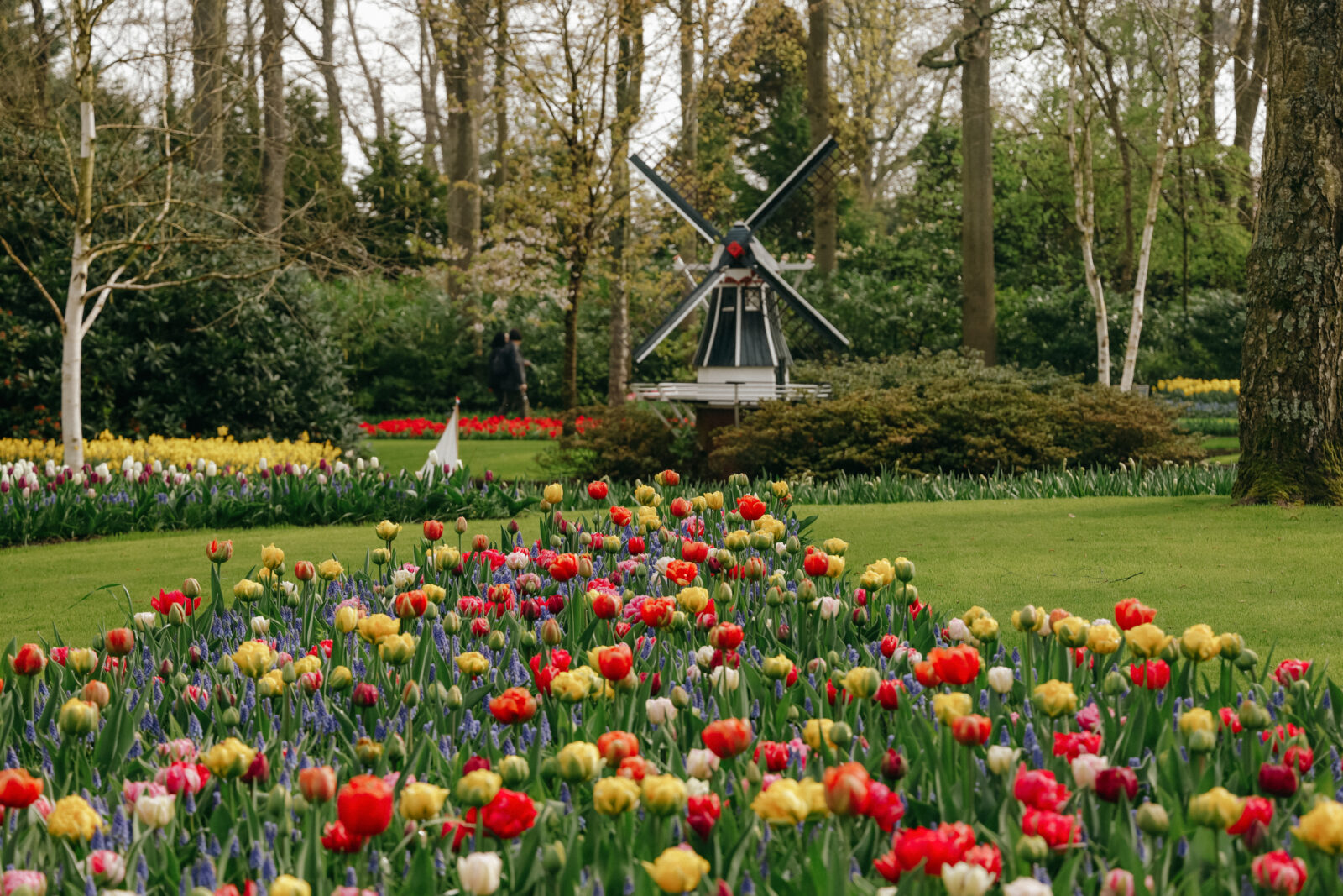 Tips for Visiting Tulips in the Netherlands - thewildlylife.com