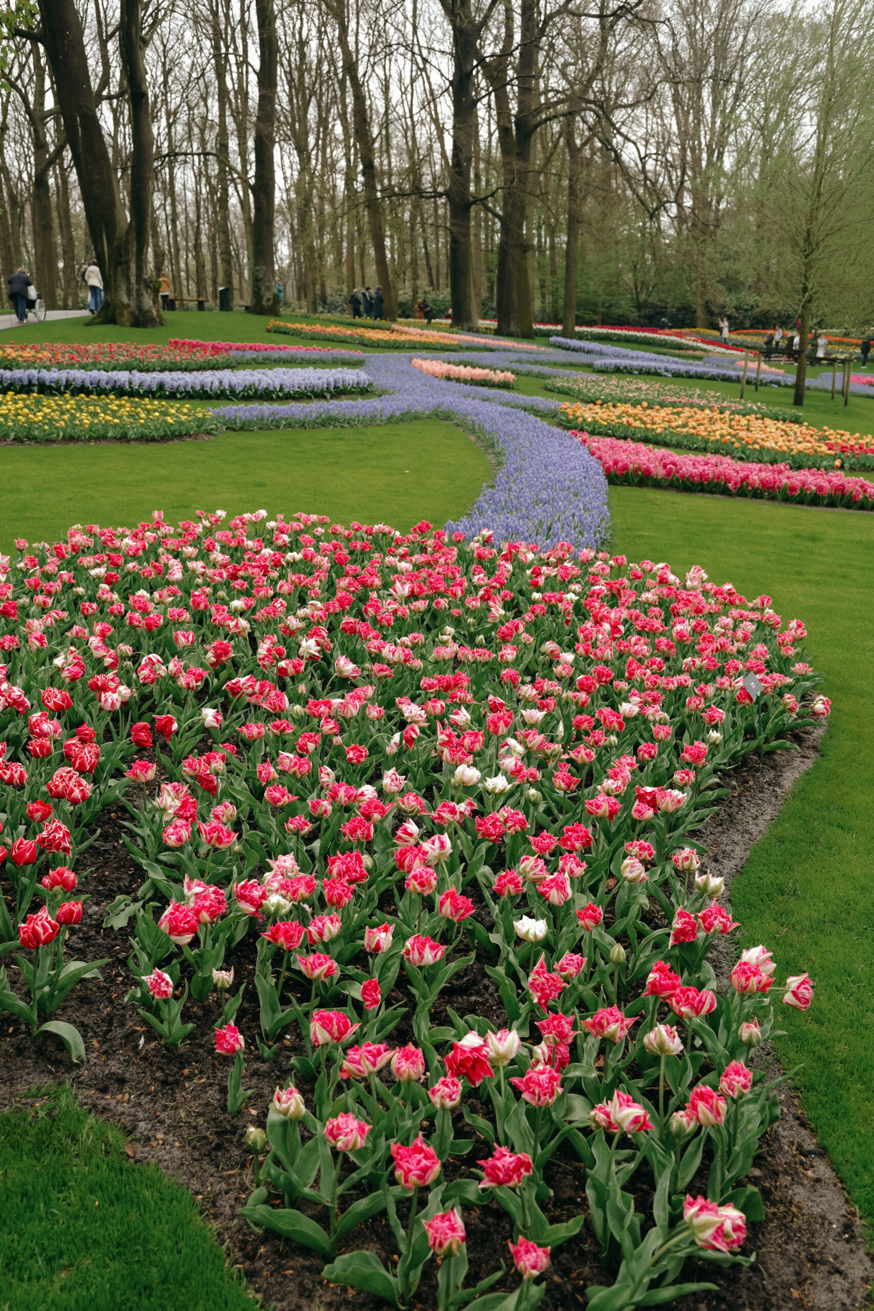 Tips for Visiting Tulips in the Netherlands - thewildlylife.com