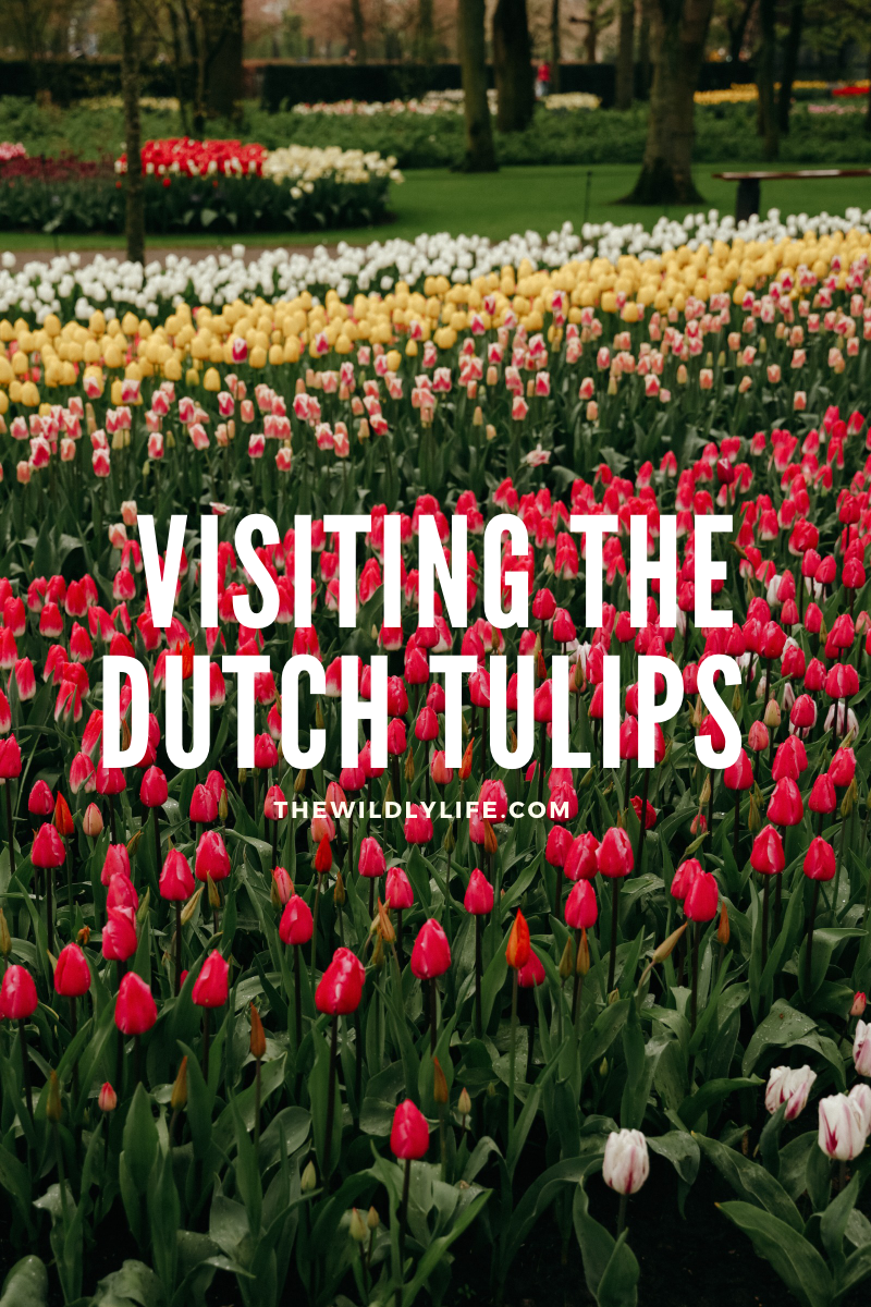 Tips for Visiting Tulips in the Netherlands - thewildlylife.com