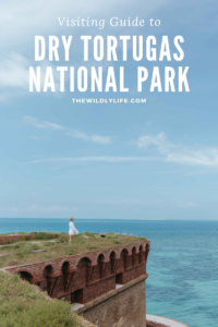 Visiting Guide to Dry Tortugas National Park, Florida - thewildlylife.com